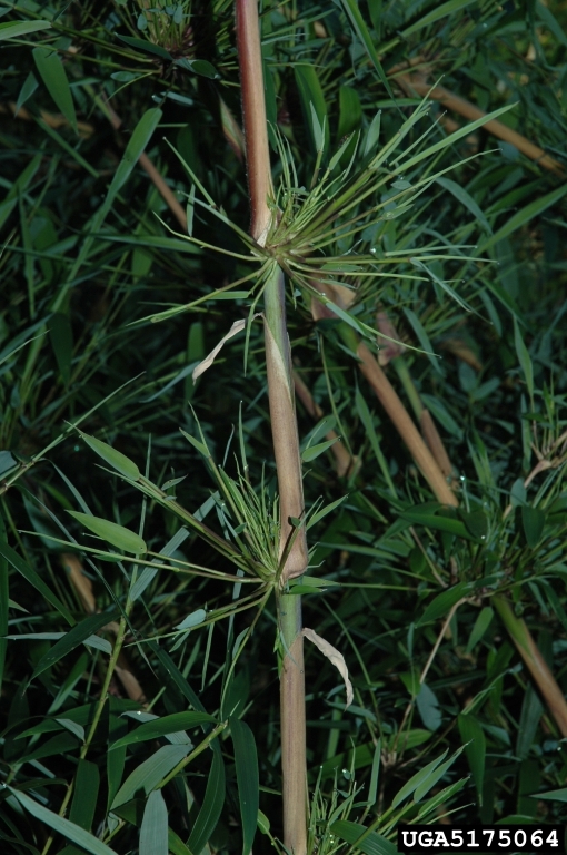 chusquea bamboo (Genus Chusquea Kunth)