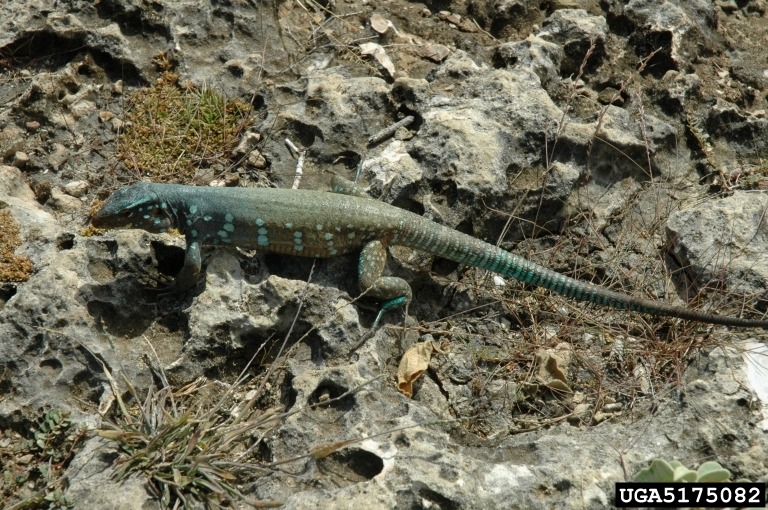 Bonaire whiptail lizard (Cnemidophorus murinus (Laurenti, 1768))