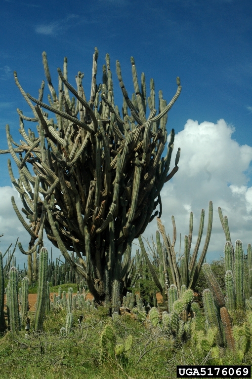 giant club cactus (Cereus repandus (L.) Mill.)