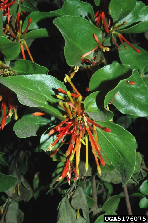 mistletoe (Tristerix corymbosus)