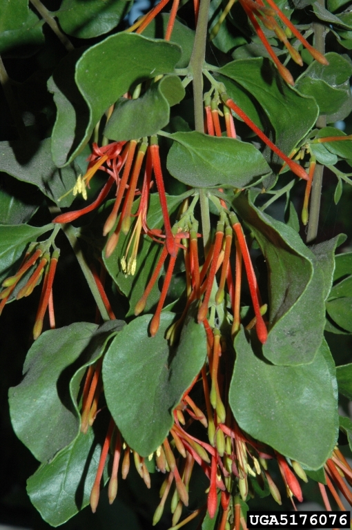 mistletoe (Tristerix corymbosus (L.) Kuijt)