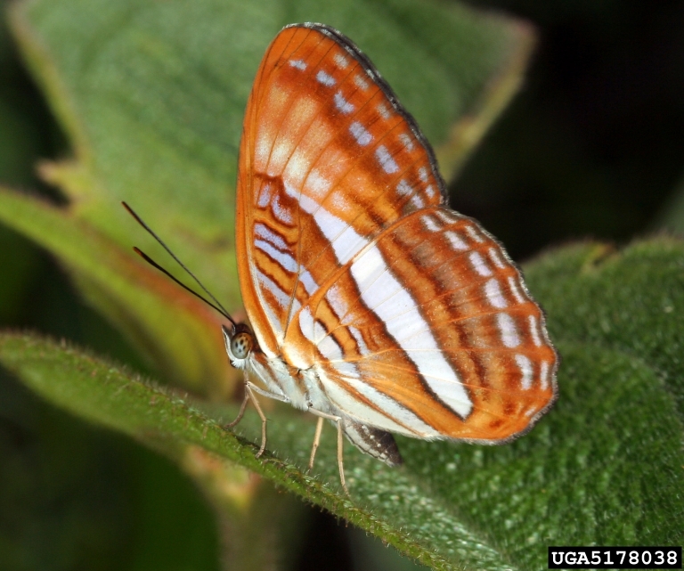 sister butterflies (Genus Adelpha Hübner, 1819)