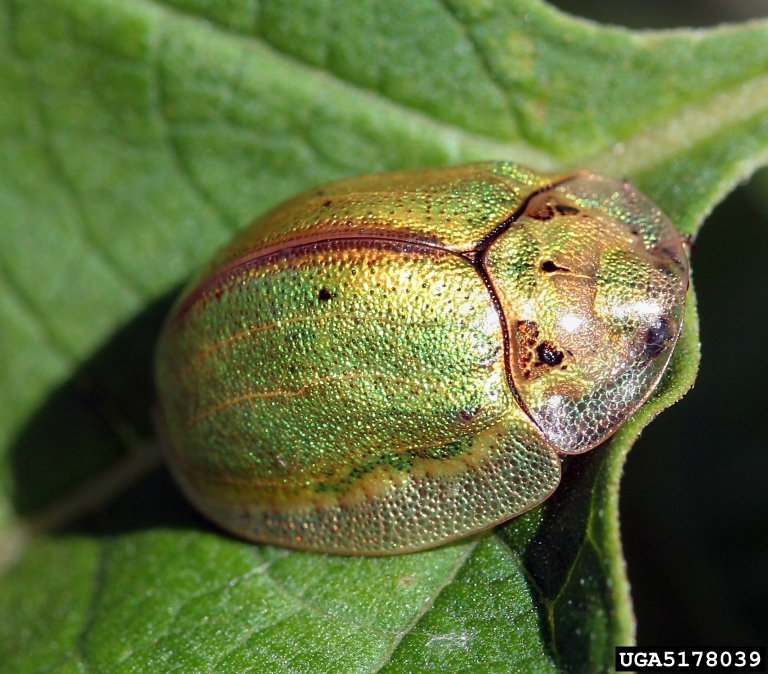 leaf beetles (Family Chrysomelidae Latreille, 1802)