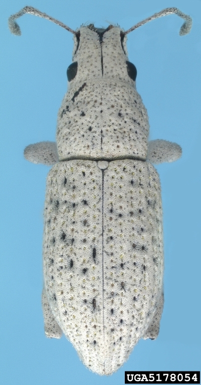 little leaf notcher (Artipus floridanus)