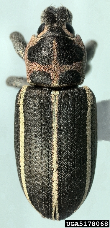 clown weevil (Eudiagogus maryae Warner, 1979)