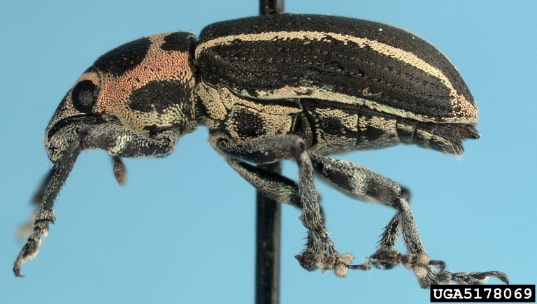 clown weevil (Eudiagogus maryae Warner, 1979)