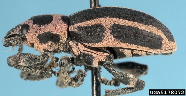 sesbania clown weevil (Eudiagogus pulcher Fahraeus, 1840)