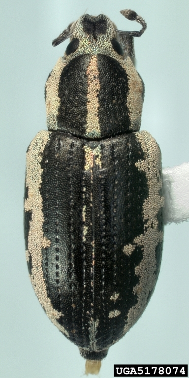 clown weevil (Eudiagogus rosenschoeldi Fahraeus, 1840)