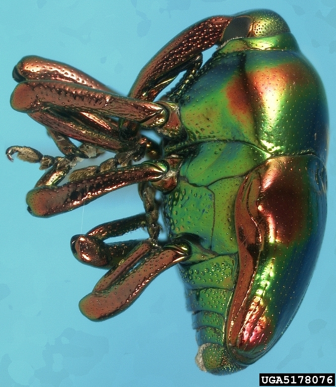 weevil (Eurhinus festivus magnificus)