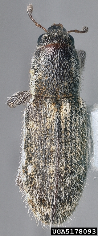 puncturevine stem weevil (Microlarinus lypriformis (Wollaston, 1861))