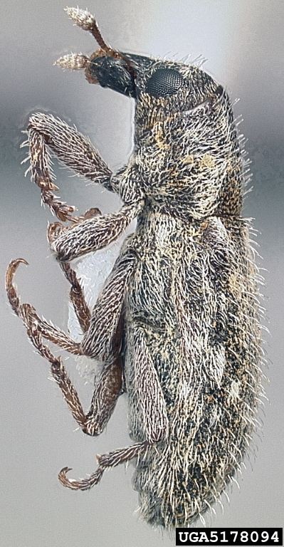 puncturevine stem weevil (Microlarinus lypriformis (Wollaston, 1861))