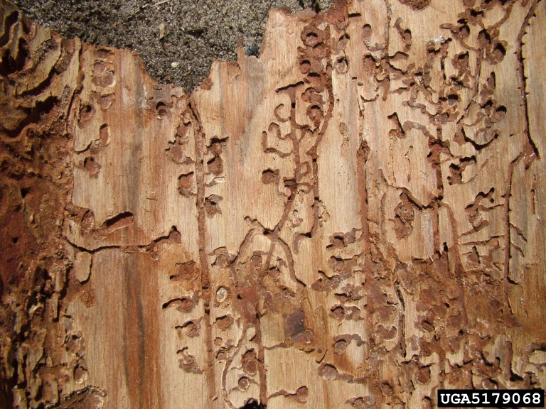 small southern pine engraver (Ips avulsus (Eichhoff, 1868))