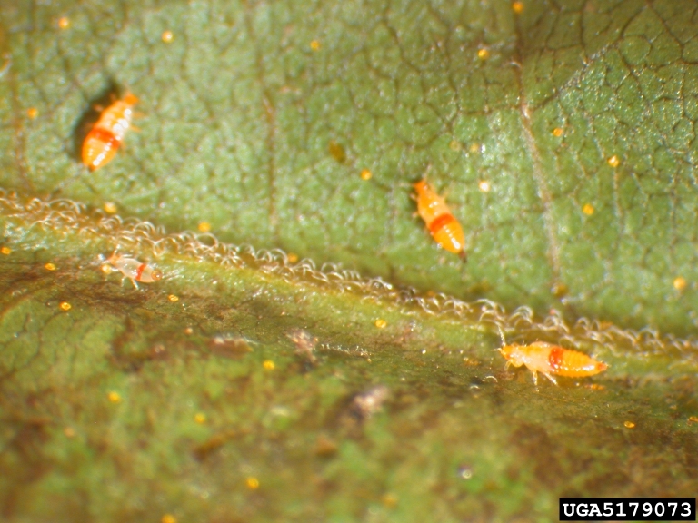 red-banded thrips (Selenothrips rubrocinctus)