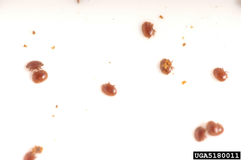 varroa mite (Varroa jacobsoni Oudemans)
