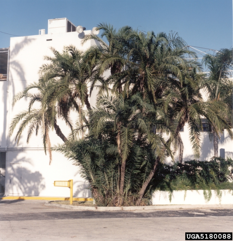 Senegal date palm (Phoenix reclinata Jacq.)