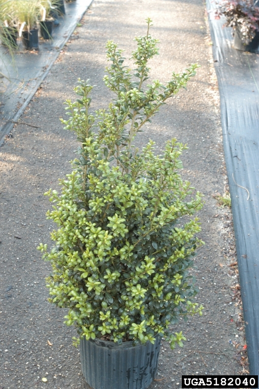 Japanese holly (Ilex crenata Thunb.)