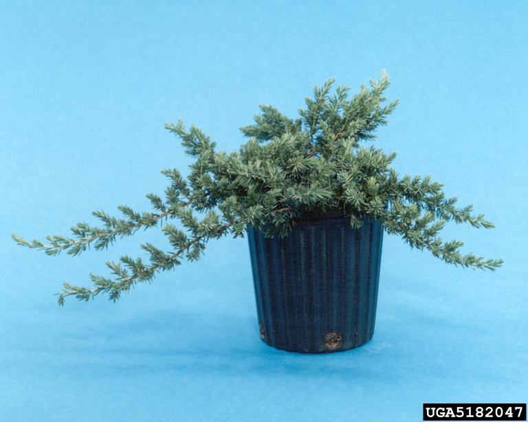 shore juniper (Juniperus conferta Parl.)