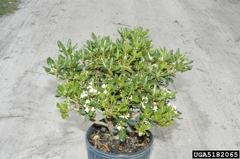 Japanese cheesewood (Pittosporum tobira (Thunb.) Ait. f.)