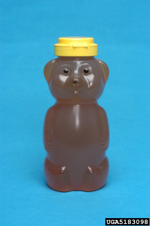 honey bee (Apis mellifera)