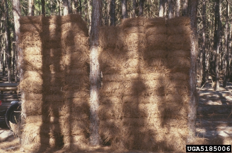 pine straw