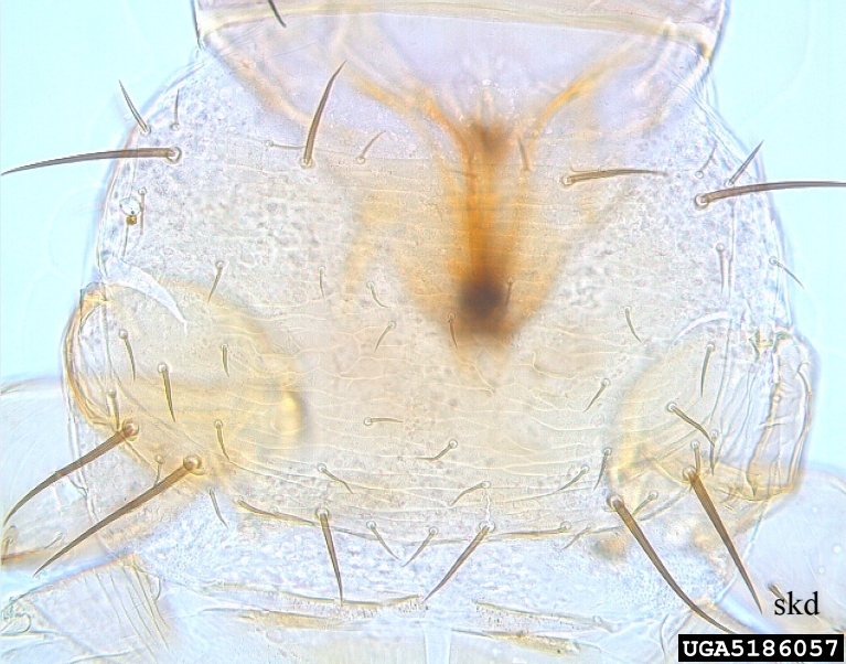eastern flower thrips (Frankliniella tritici (Fitch, 1855))
