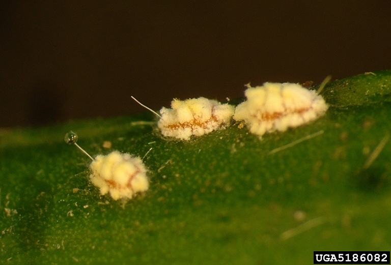 cottony cushion scale (Icerya purchasi Maskell)