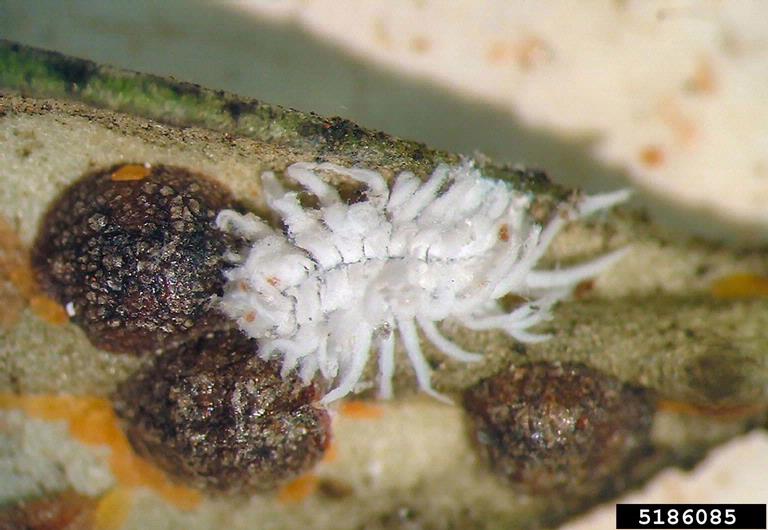 mealybug destroyer (Cryptolaemus montrouzieri Mulsant, 1853)