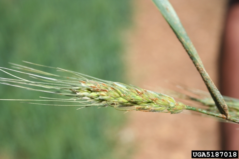wheat stem rust (Puccinia graminis)