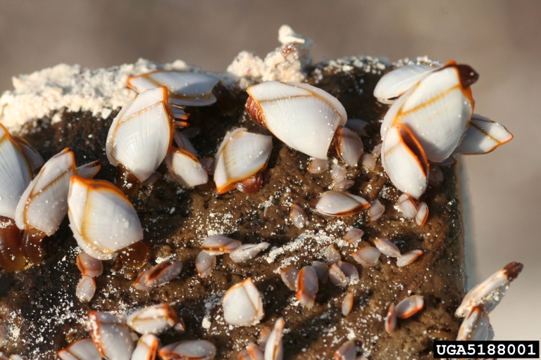 goose barnacles (Genus Lepas Linnaeus, 1758)