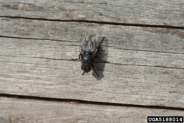 false stable fly (Muscina stabulans (Fallén, 1817))