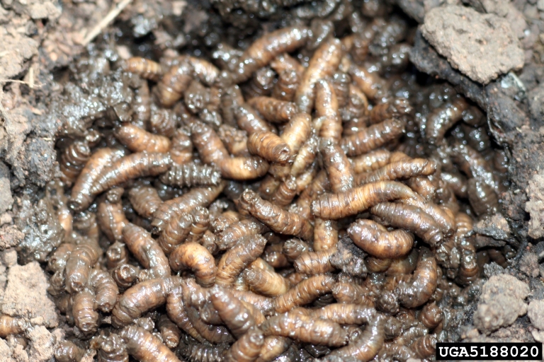 hairy maggot blow fly (Chrysomya rufifacies (Macquart, 1843))