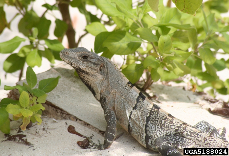 black spiny-tailed iguana (Ctenosaura similis (Gray, 1831))