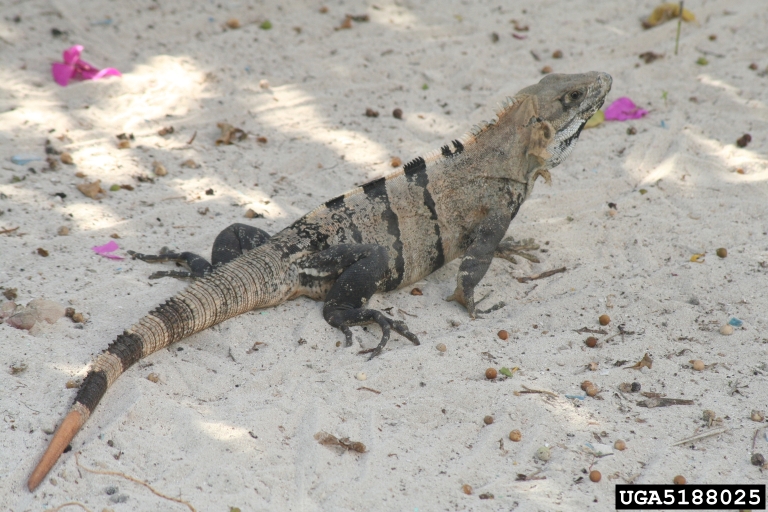 black spiny-tailed iguana (Ctenosaura similis)