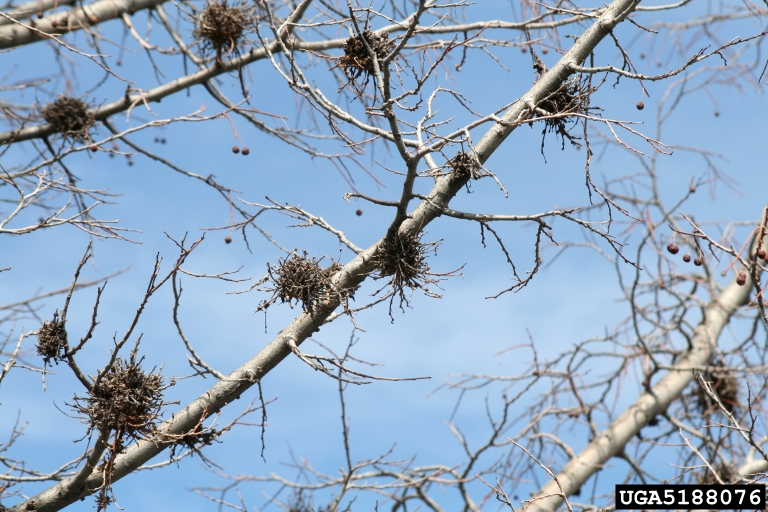 hackberry witches' broom