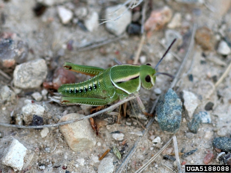 plains lubber grasshopper (Brachystola magna (Girard, 1853))