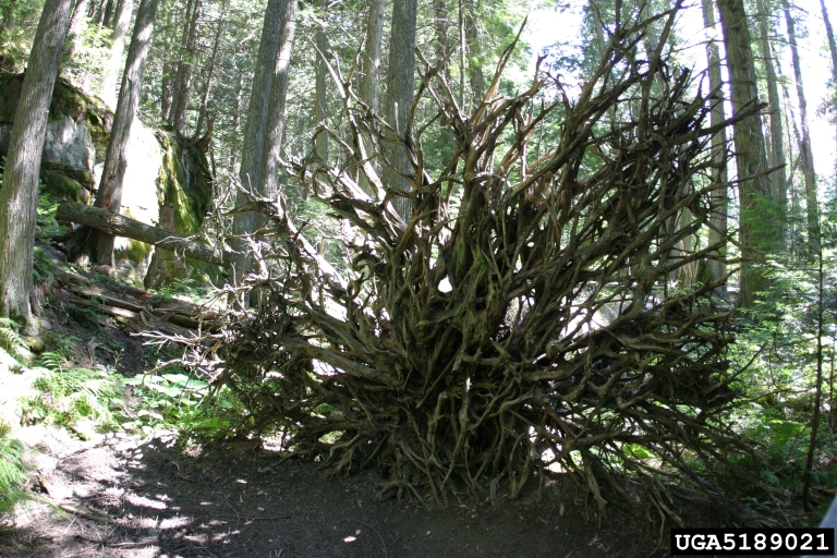 root lifting, soil heaving, and windthrow