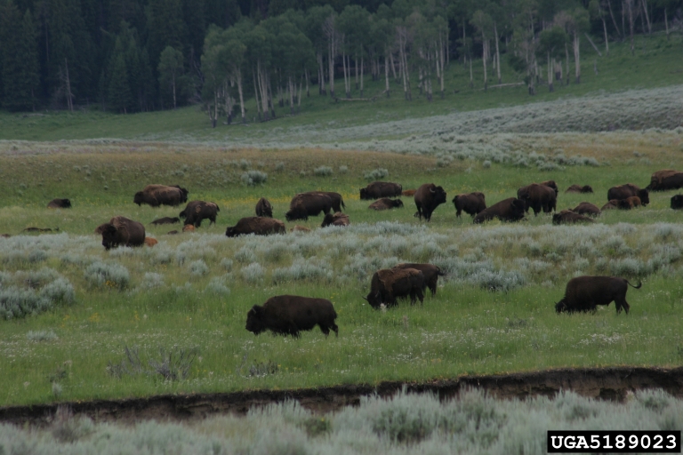 American bison (Bison bison Linnaeus)