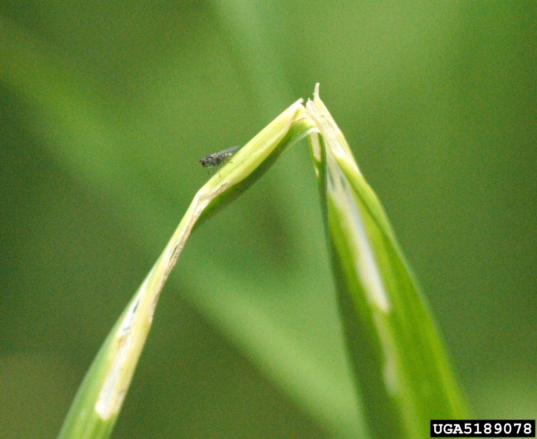 South American rice miner (Hydrellia wirthi Korytkowski, 1982)