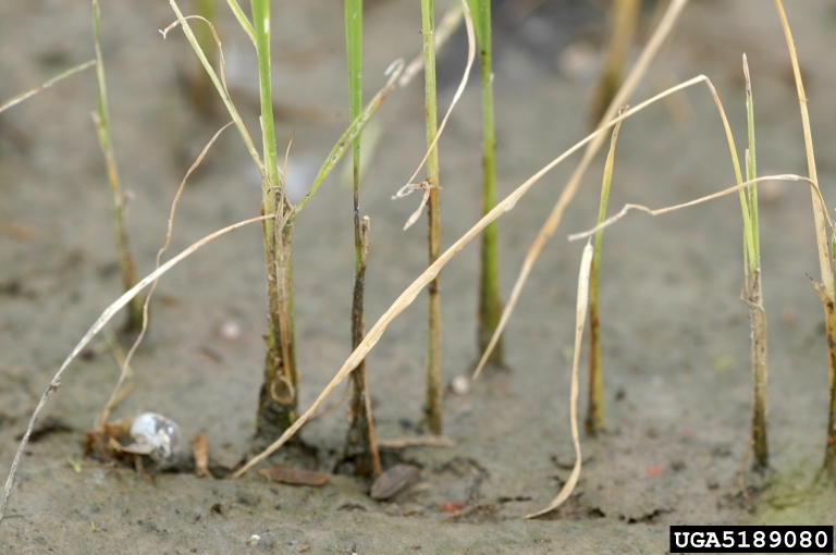 South American rice miner (Hydrellia wirthi)