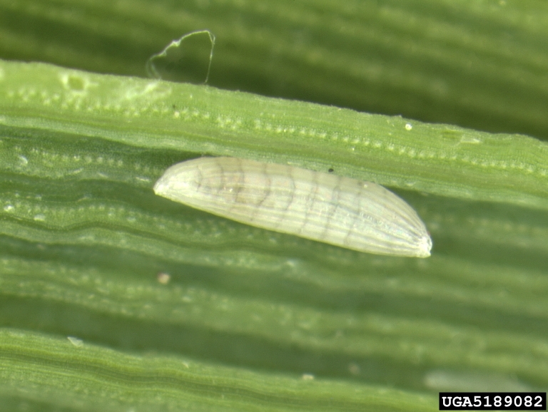 South American rice miner (Hydrellia wirthi Korytkowski, 1982)