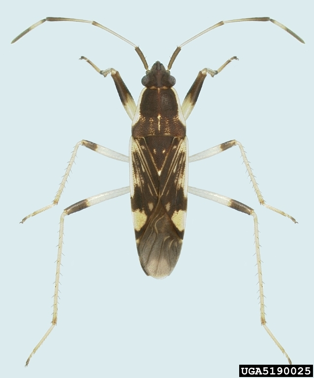 seed bug, Dieuches armatipes (Hemiptera: Rhyparochromidae) - 5190025