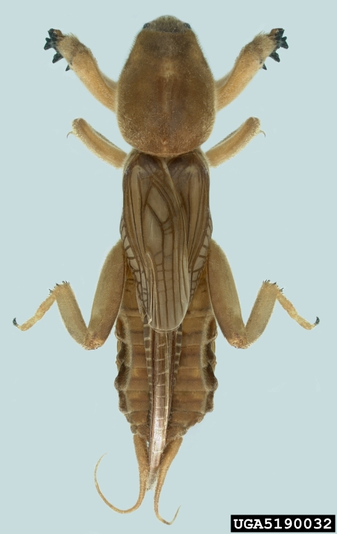 northern mole cricket (Neocurtilla hexadactyla)