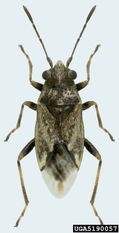 wheat bug (Nysius huttoni) - 5190057