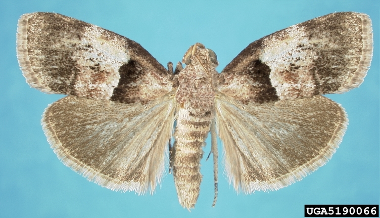 pine webworm (Pococera robustella (Zeller))