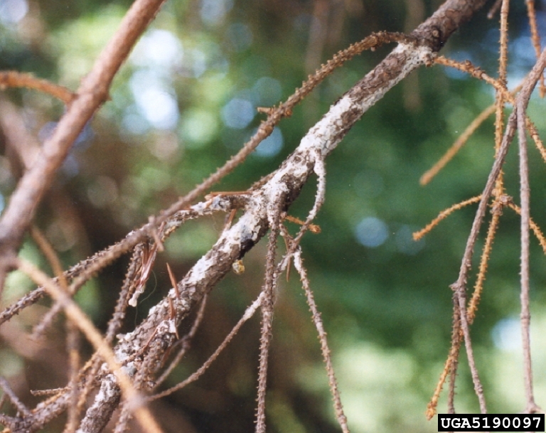 Cytospora canker (Cytospora kunzei Sacc.)