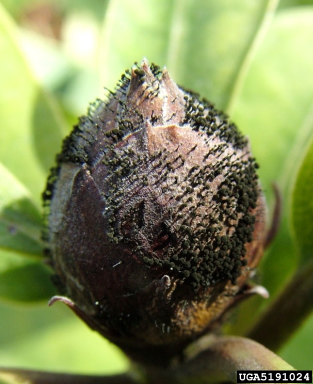 rhododendron bud and twig blight (Pycnostysanus azaleae)