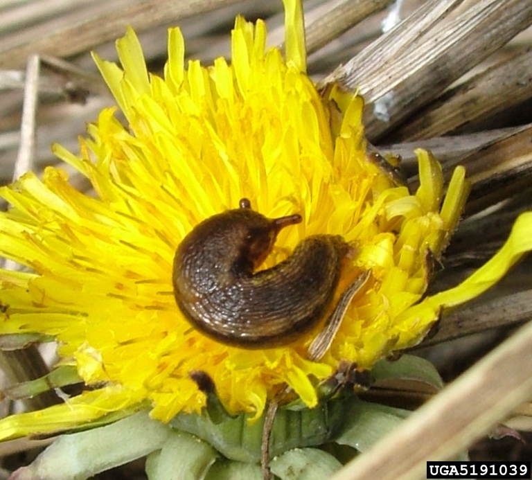 dusky slug (Arion subfuscus (Draparnaud))