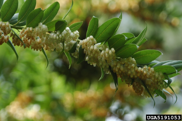 Florida hobblebush (Agarista populifolia (Lam.) Judd)