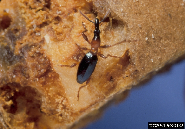 sweetpotato weevil (Cylas formicarius (Fabricius, 1798))