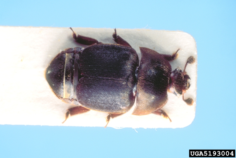 small hive beetle (Aethina tumida Murray, 1867)